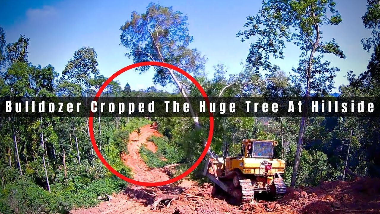 The Dozer Break Down a Big Tree on a Hillside - YouTube