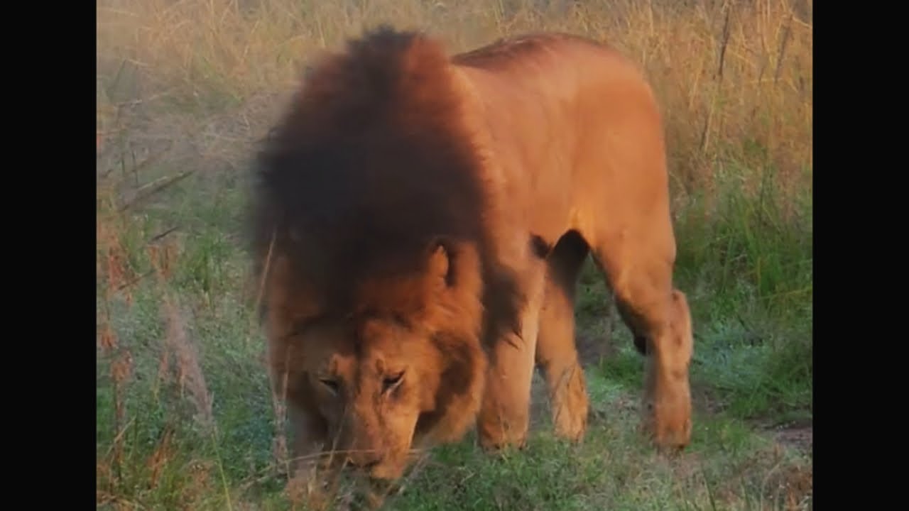 Oloshipa Black Rock Male Lion today | Stay Safe Boy | Masaimara | 4 ...