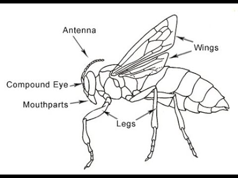 Insects Thorax and Abdomen Anatomy for BS zoology Entomology - YouTube