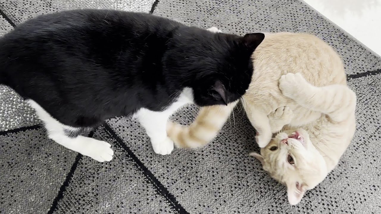 Kitten Vs Cat || When Kitten Energy and Age Clash - YouTube