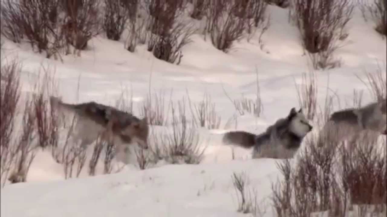The wolves are coming (original song by Richard L Eaton) - YouTube
