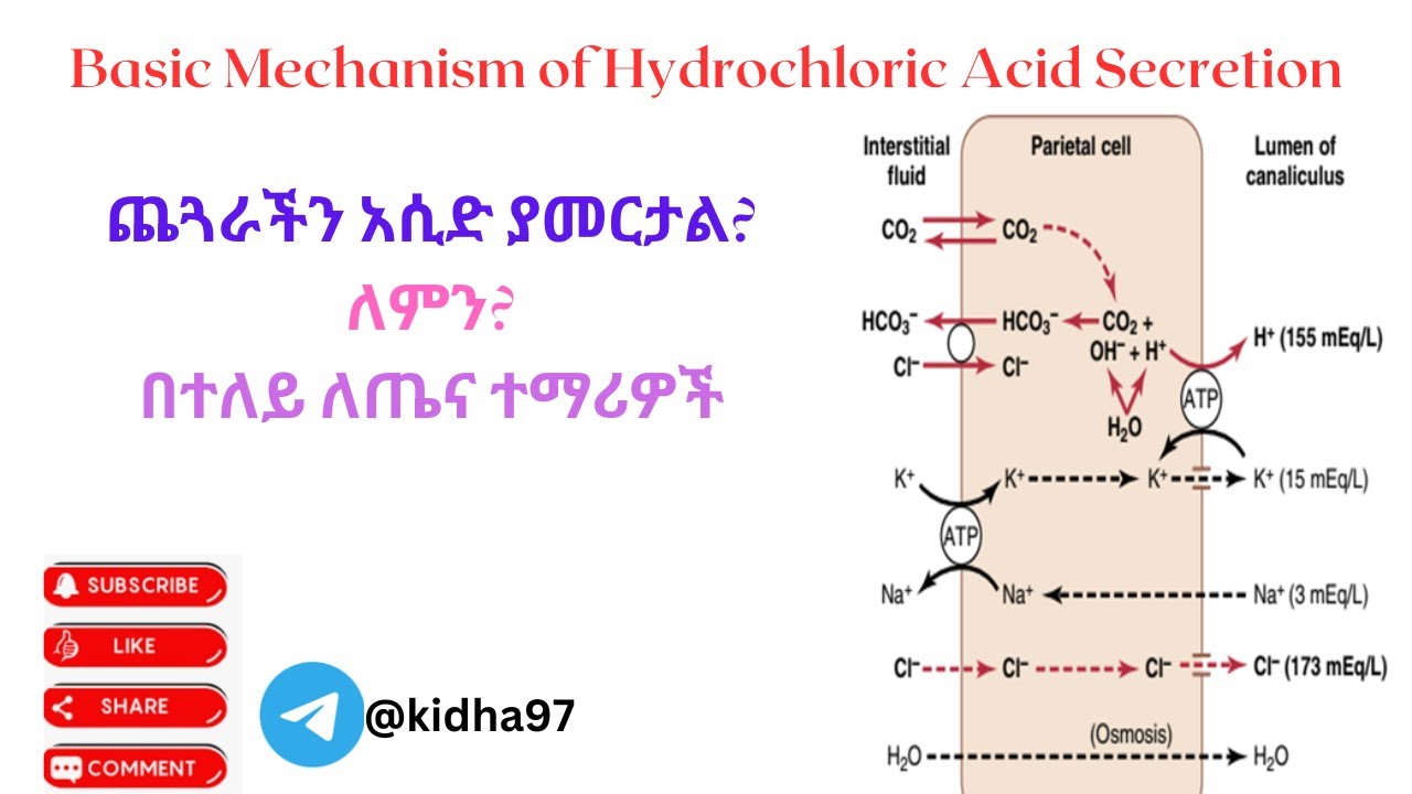 Mechanism of HCL secretion | ጨጓራችን አሲድ ያመርታል? | ለምን? |በተለይ ለጤና ተማሪዎች ...