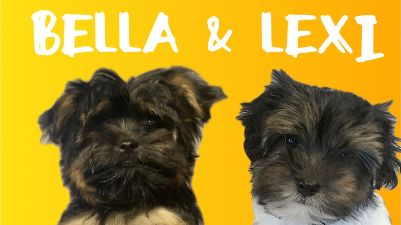 Two Yorkie sisters puppies having fun…😁 - YouTube