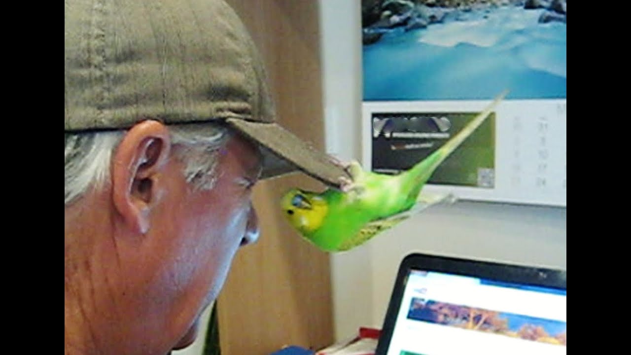 Is this Budgie A Good Boy? | Pedro Video #15 | Liz Kreate - YouTube