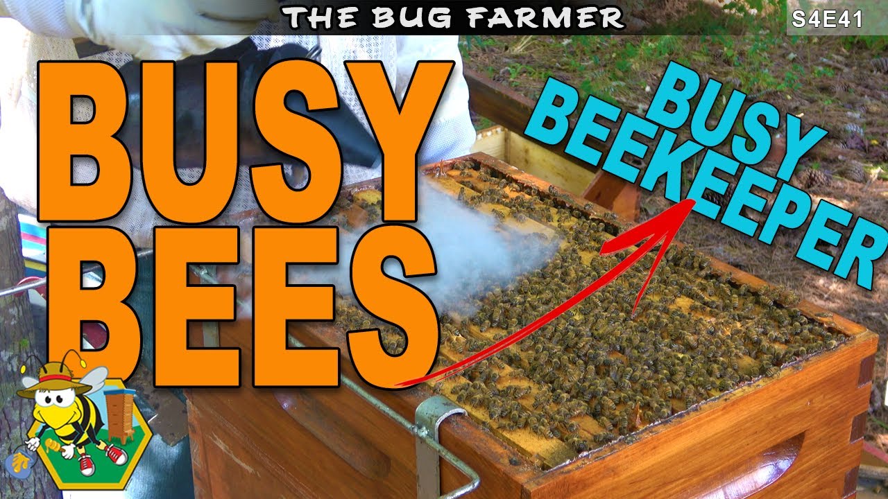 Inspecting and Condensing | Winter beehive preparation continues # ...