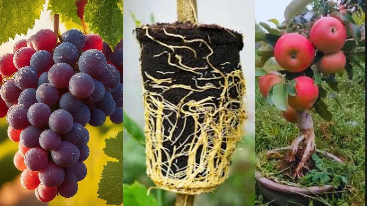 Best Creative 5 Ideas for Lemon, Grape , Mango, Grape, Papaya, Apple ...