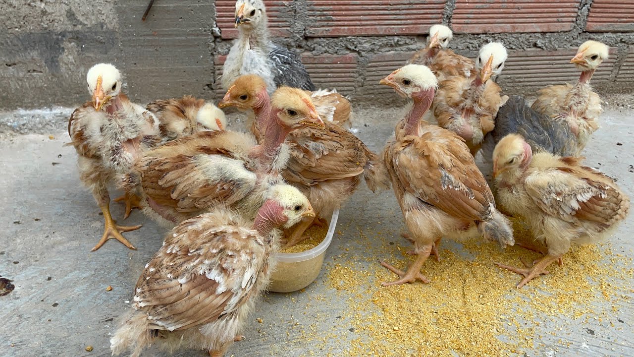 Tus pollitos en el día 28 deben tener este tamaño - YouTube