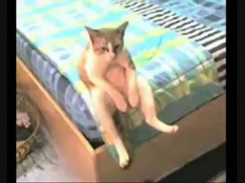 EfkarLı Kedi Arabesk DinLerse xD HQ]