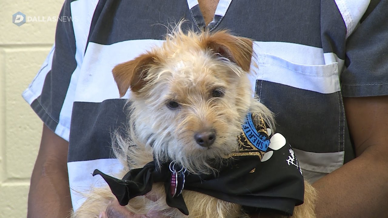 Dallas County inmates training dogs in new job skills program - YouTube