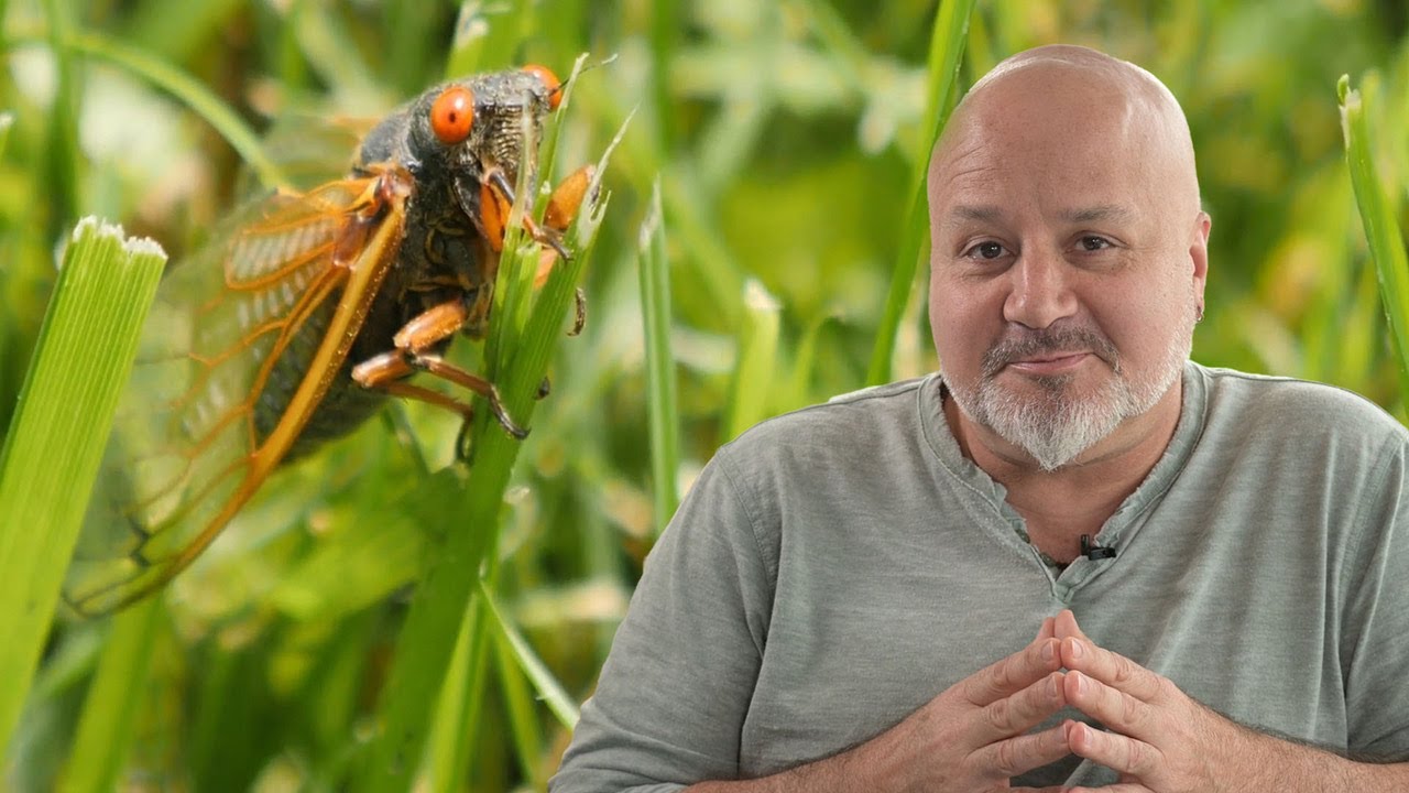 Song of the Cicadas - YouTube