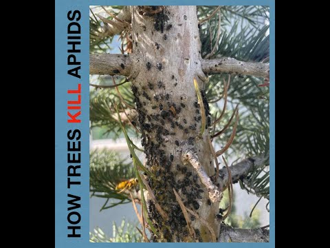How To Get Rid Of Conifer Aphids
