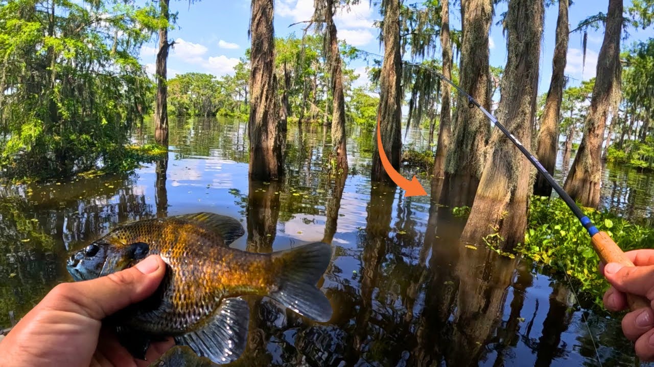 The shade of these CYPRESS TREES hold big BULL BREAM | Louisiana Swamp ...