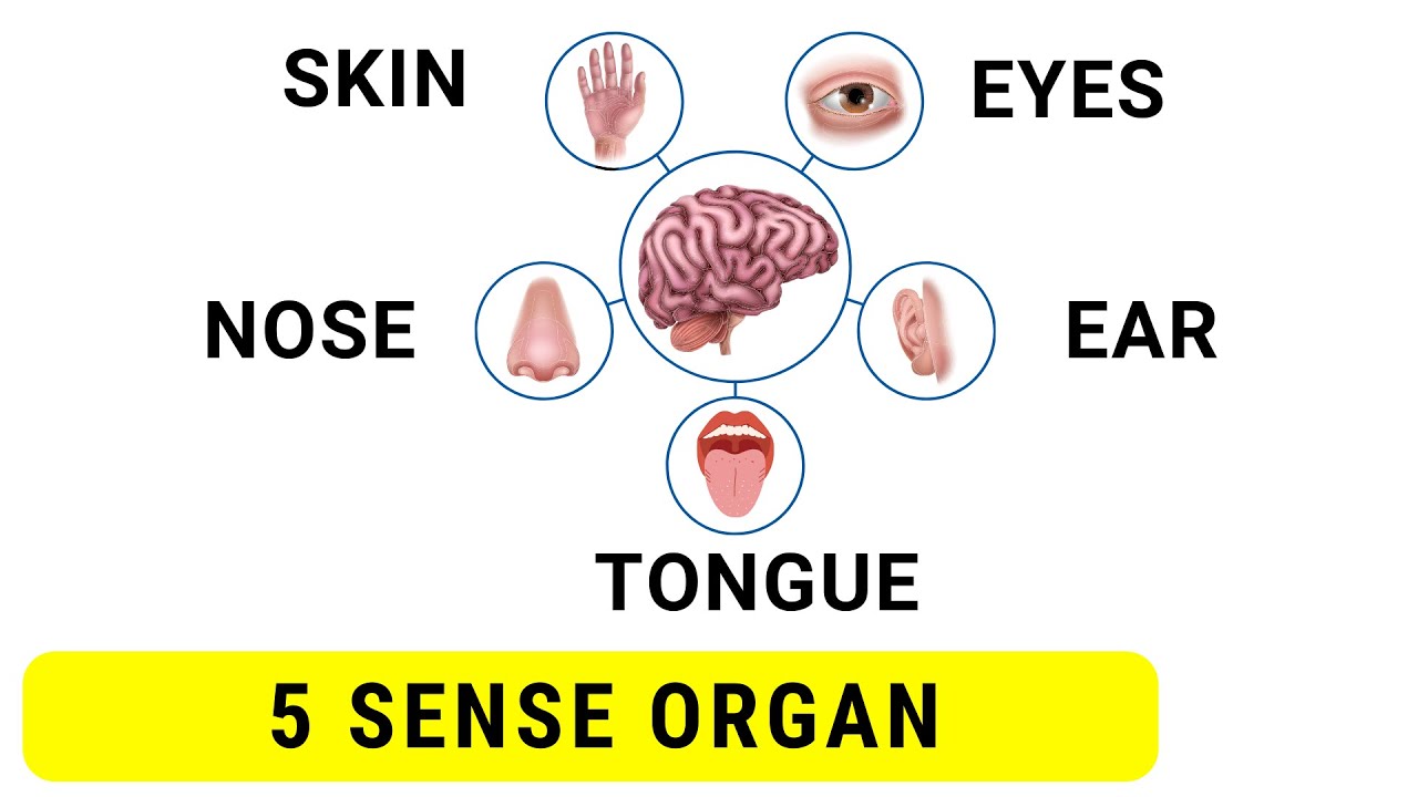 FIVE SENSE ORGANS | SENSE ORGANS FOR KIDS - YouTube