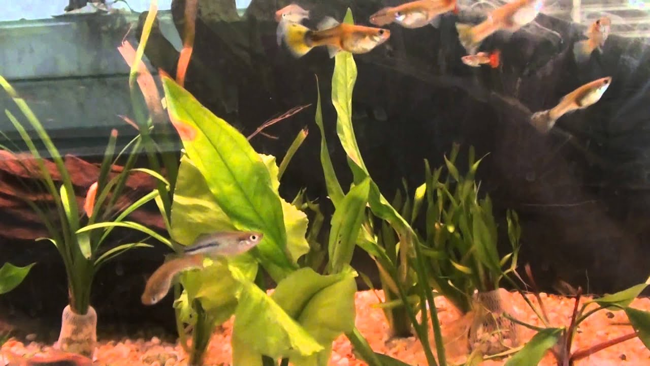 LEBISTE (POECILIA RETICULATA), GUPPY, BARRIGUDINHO, GUARU, Aquário ...