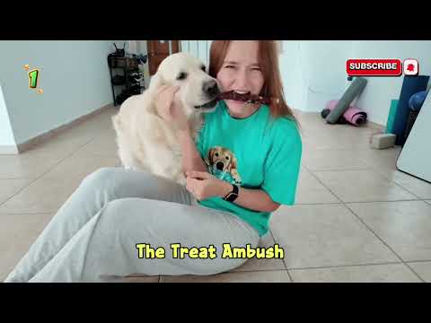 Ranking Top dogs funny moments 