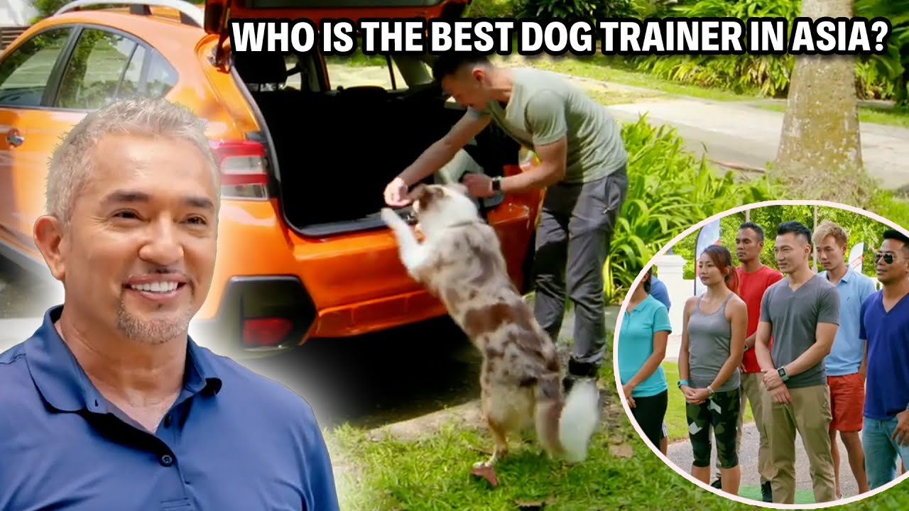 Which Dog Trainer Can Overcome These Pet Distractions? | Cesar Recruit ...