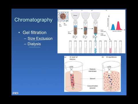 Size Exclusion - Protein Purification - YouTube