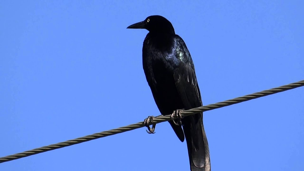Quiscalus mexicanus (Great-tailed Grackle - Zanate, Clarinero) male ...