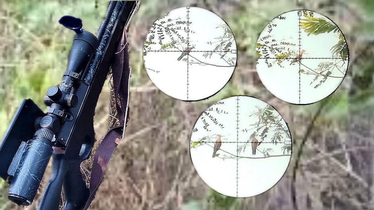 Berburu burung tekukur & burung puter geni - YouTube