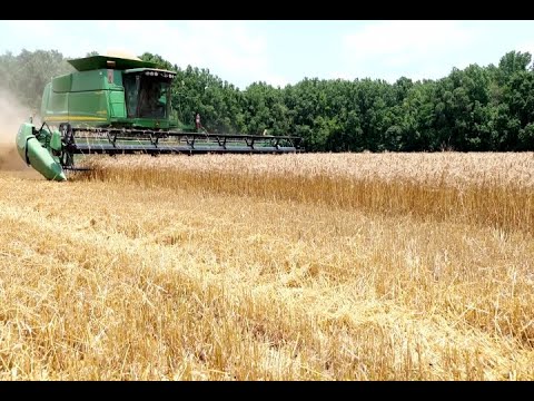 Good weather helped wheat crop during growing season and at harvest ...
