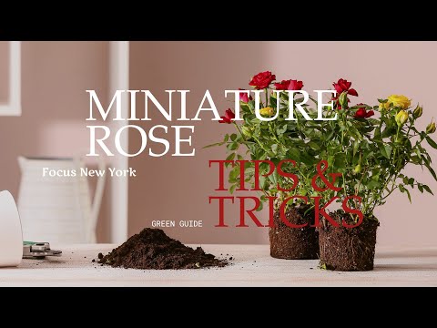 How To Care For Indoor Mini Rose Plant