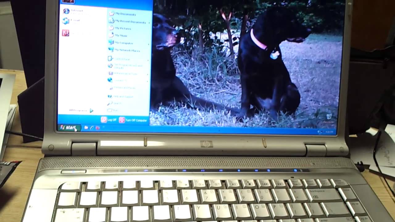 Chocolate Labs hear Windows XP shut down - YouTube