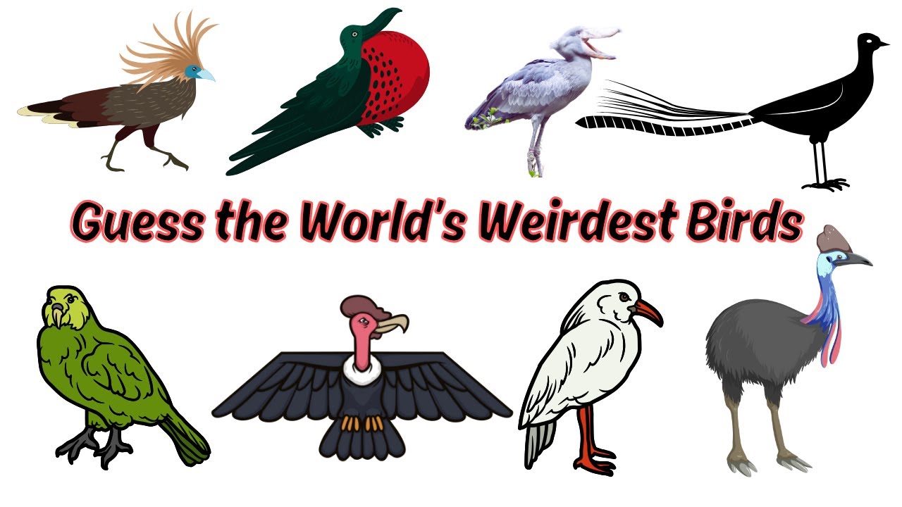 Guess the Birds Name | Quiz for Kids | Guess the World’s Weirdest Birds ...