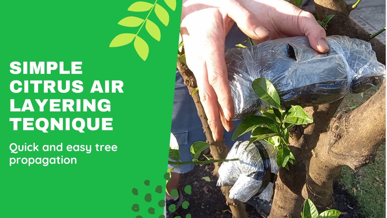 Air layer citrus sucker branches to propagatte them - YouTube