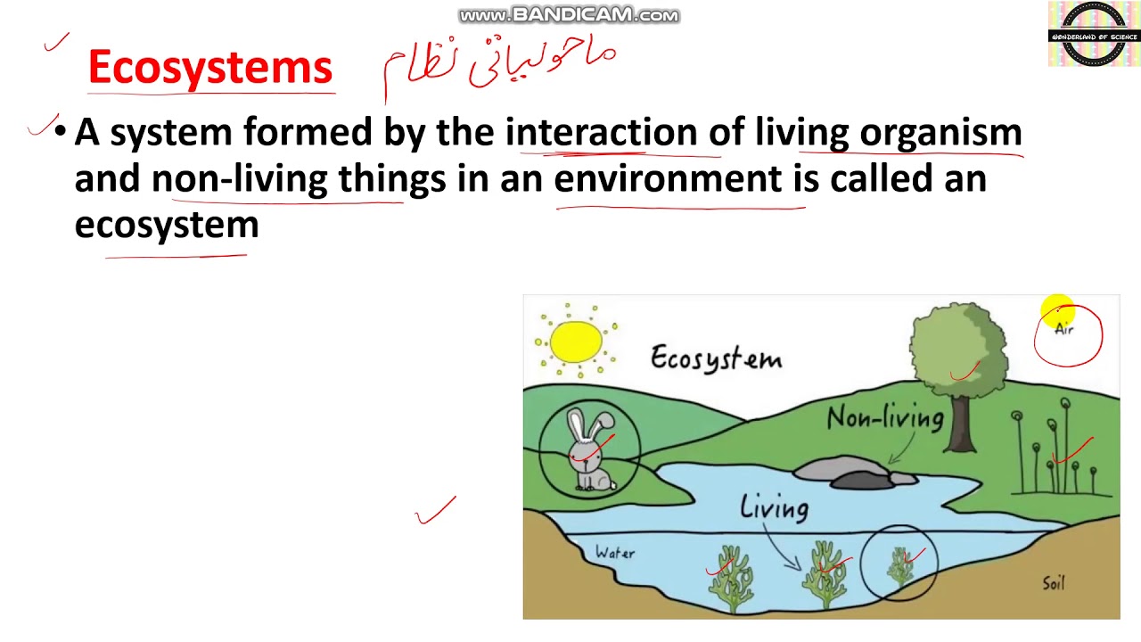 #Environment_and_feeding_relationship #Ecosystem_and_it's_components ...