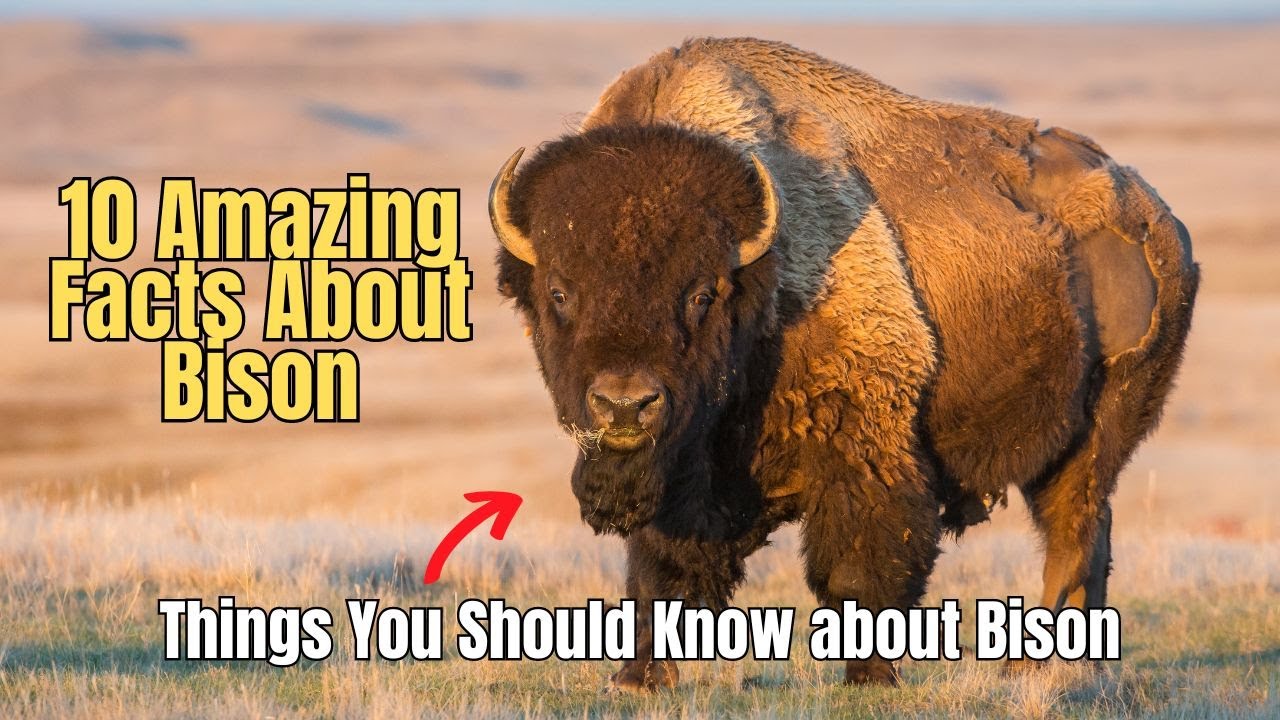 🏆 10 Amazing Facts About 🦬 Bison History of The American Buffalo 🇺🇸 🐃 ...