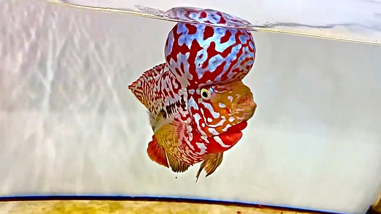 Beautiful Red Gold Kamfa Flowerhorn Fish - Super Rare Flowerhorn ...