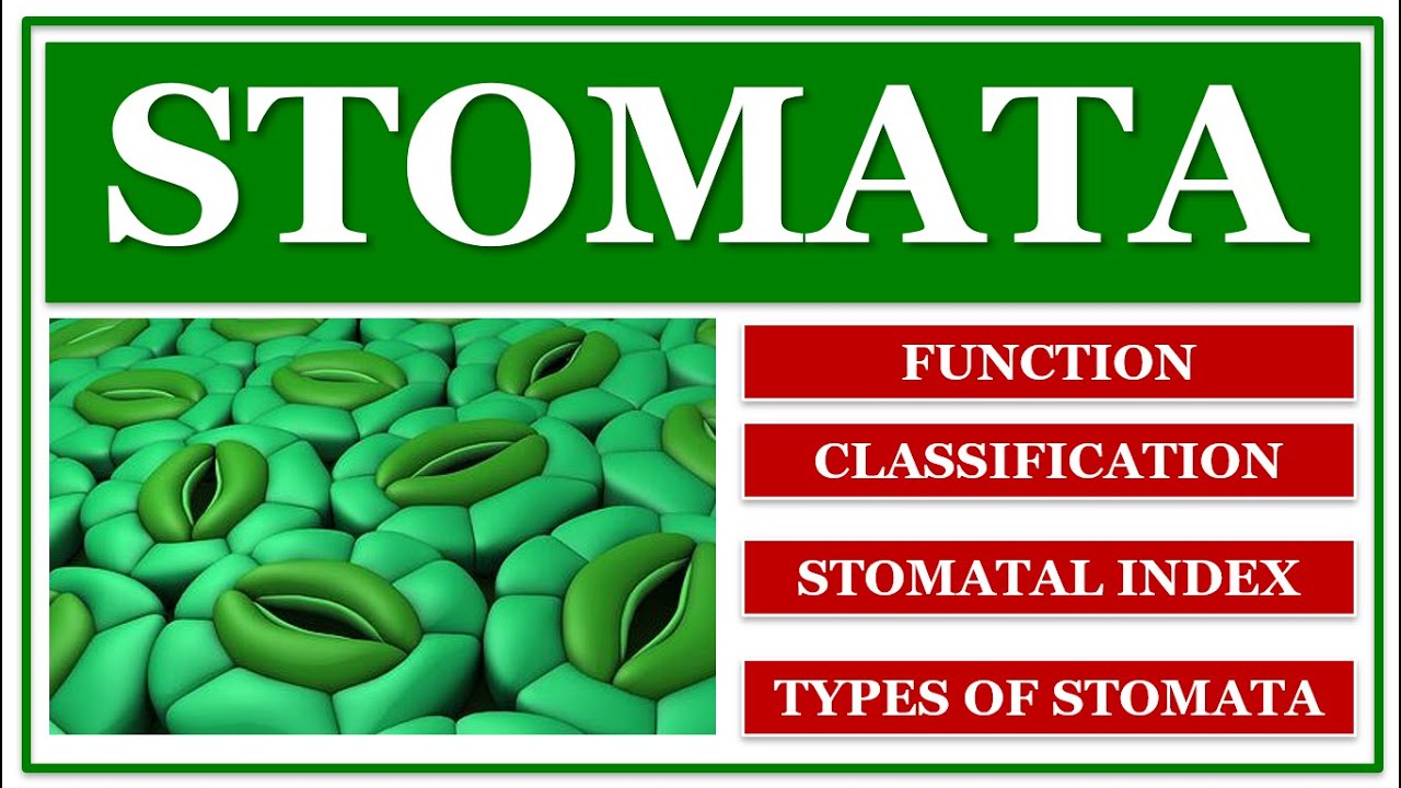 STOMATA | FUNCTION | CLASSIFICATION | TYPES OF STOMATA | STOMATAL INDEX ...