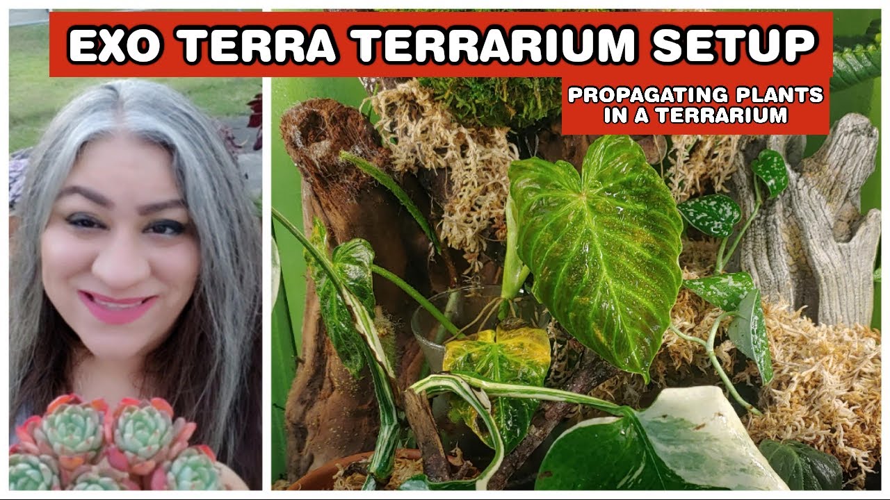 exo terra terrarium set up | houseplants - YouTube