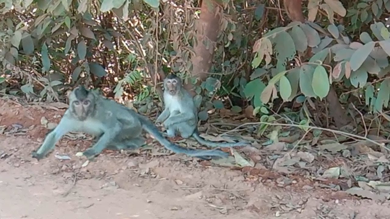 Baby Angry crying Monkey, Baby Monkey Angry him brother Because Baby ...