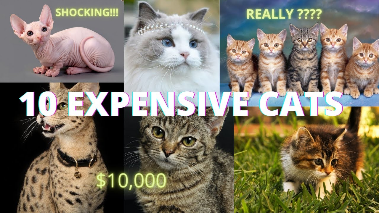 10 MOST EXPENSIVE CATS | $10,000 FOR A CAT | SWAGGY SAGE - YouTube