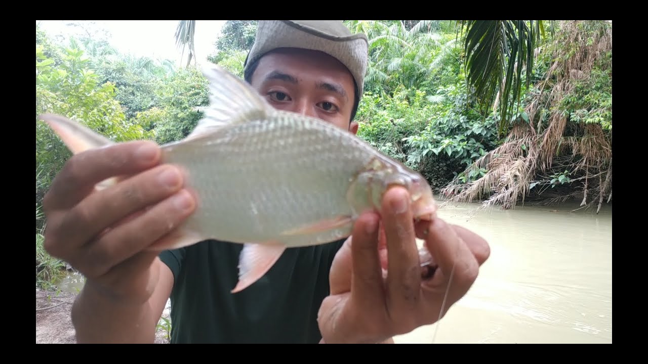 Mancing ikan tawes/kapiek di sungai teso dapat babon!!! - YouTube