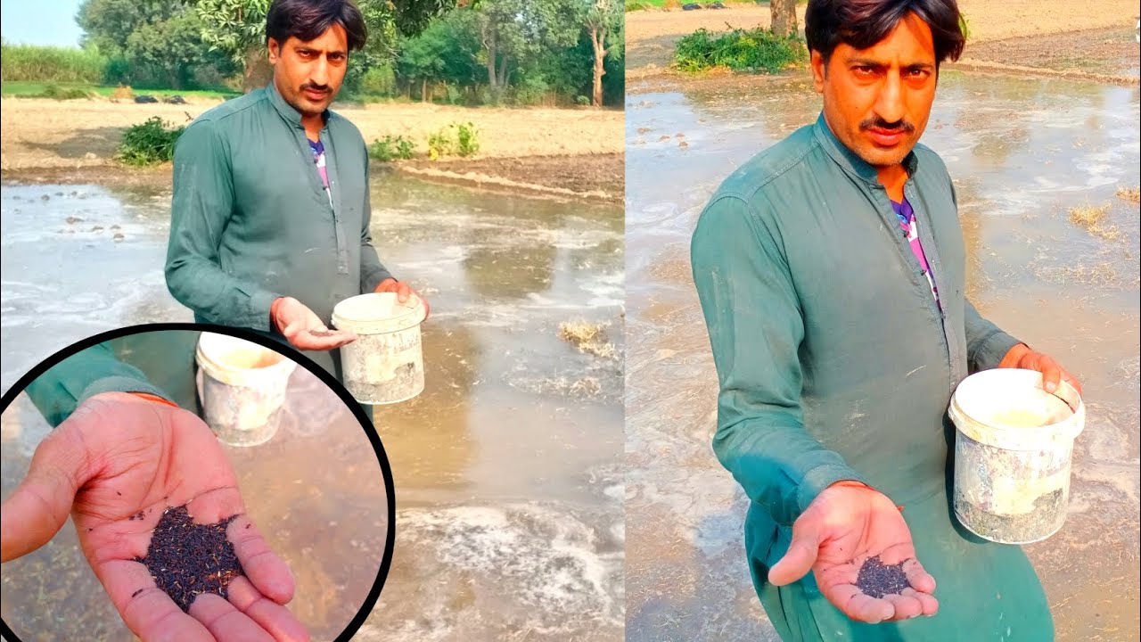 Tokh Malinga aur Barseen ki Kasht | Training Day Vlog | Village Farming ...