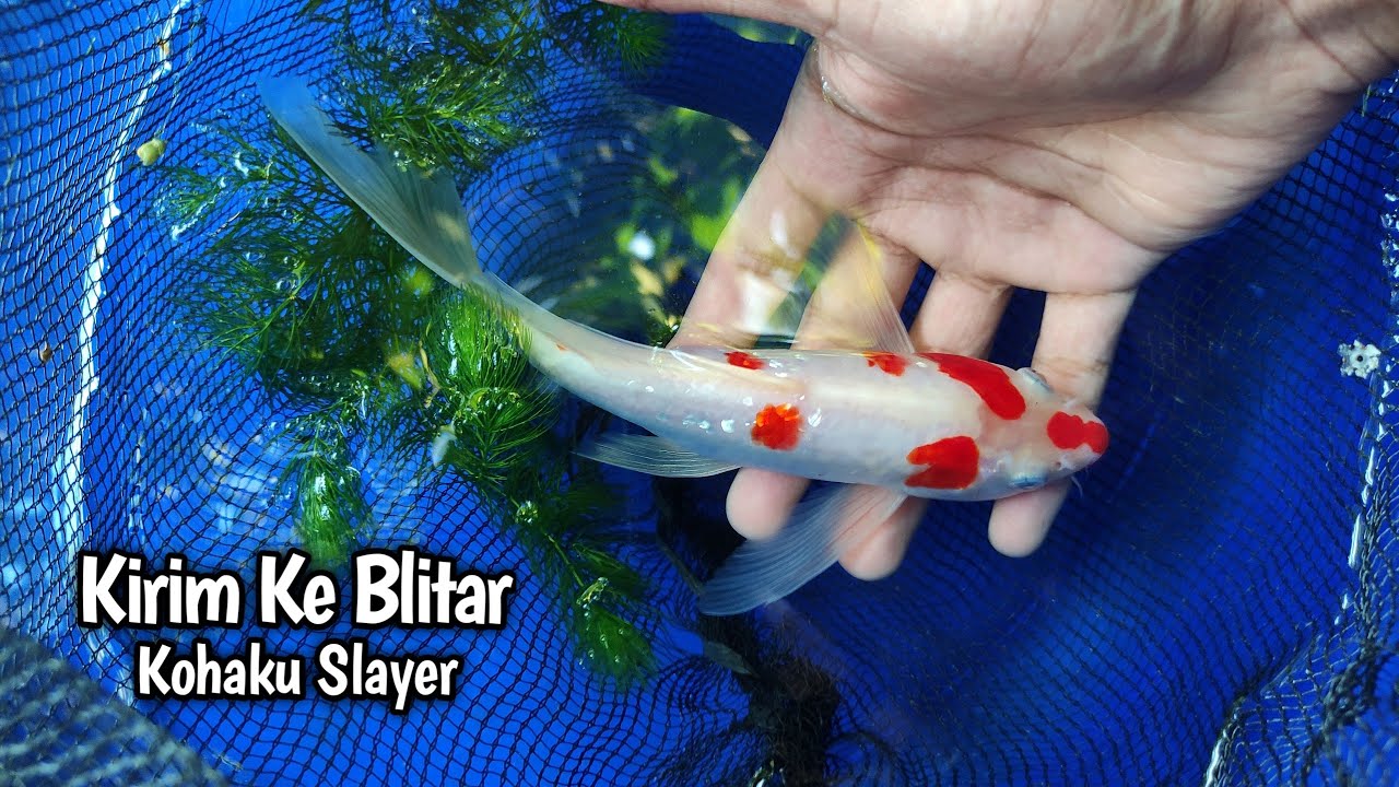 Kiriman ikan koi slayer ekor panjang ke Blitar - YouTube
