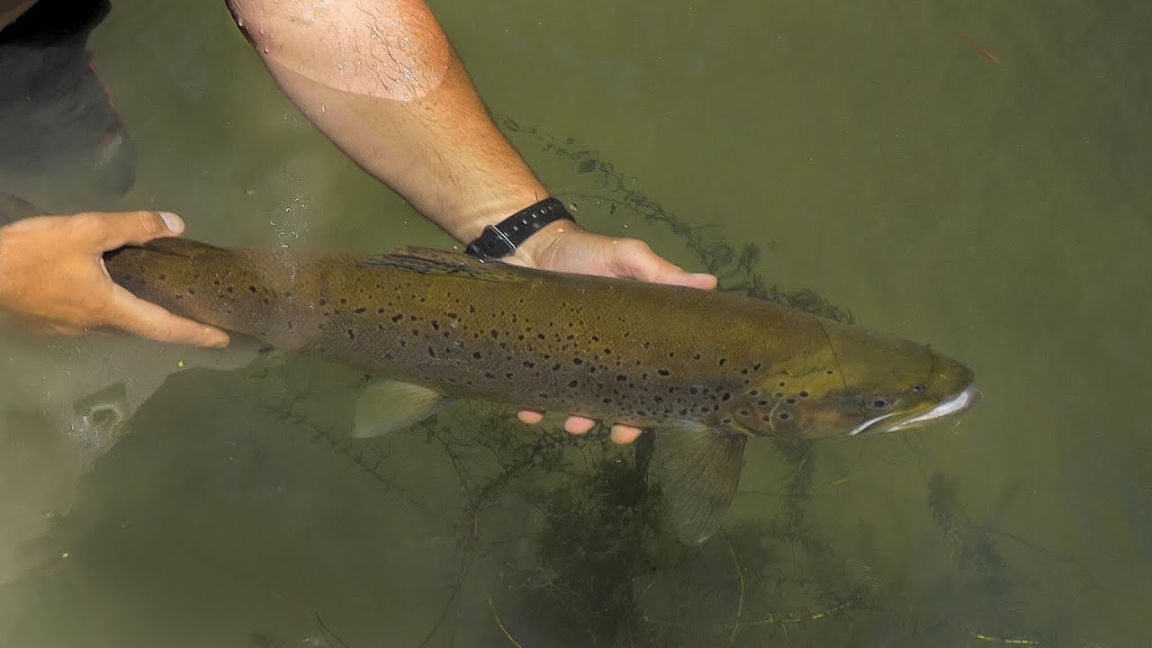 2019 Ep. # 1 - The Swamp - Sight Fly Fishing for Brown Trout - YouTube