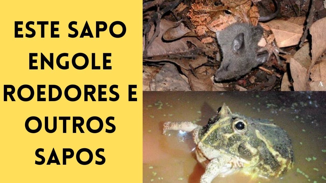 SAPO- UNTANHA ENGOLE ROEDORES E OUTROS SAPOS - YouTube