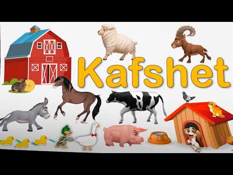 Kafshet shtepiake | 3D Animation