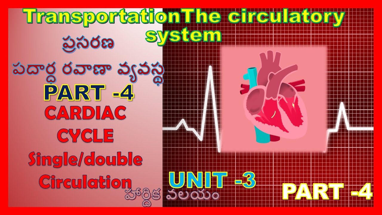 THE CARDIAC CYCLE|TRANSPORTATION - THE CIRCULATORY SYSTEM - YouTube