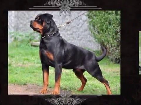 Rottweiler : Max Flash Rouse.mpg - YouTube
