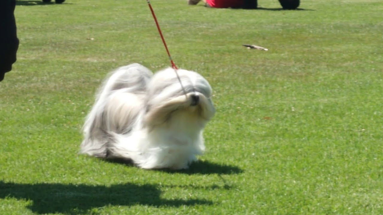 2024 Lyndhurst Show - Non Sporting Dogs - YouTube