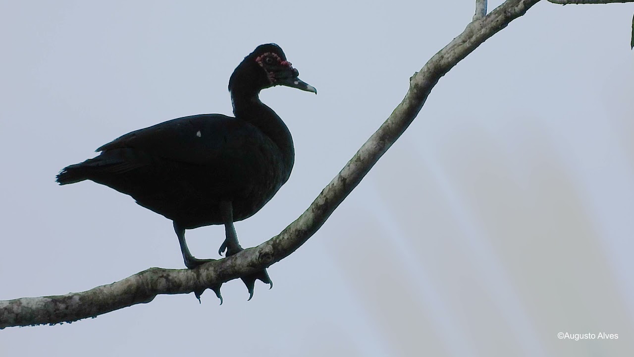 Pato-do-mato / Muscovy Duck / Cairina moschata - YouTube