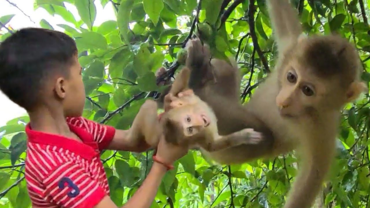 Monkey Yaya is so hungry that he tries to climb a tree in the rain to ...