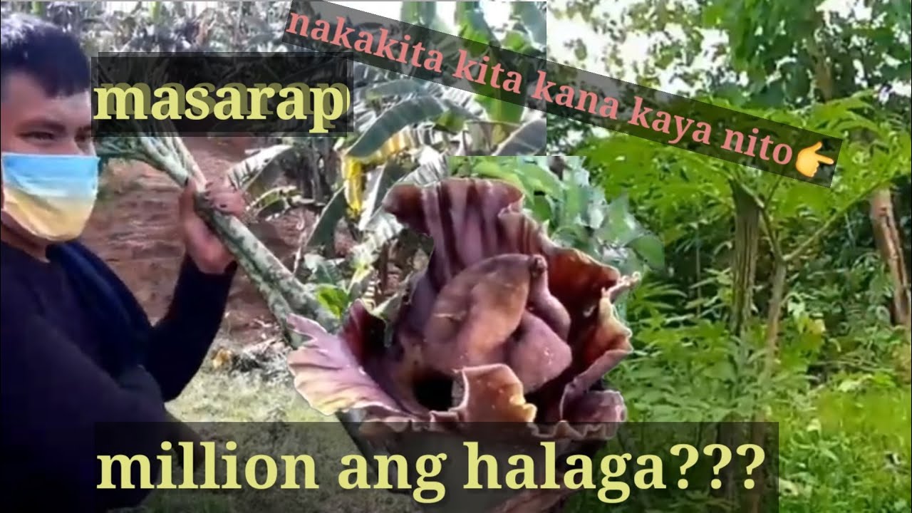 Yam/tigi/pongapong plants. totoo kayang Mahal ito?? nakakamangha nga ...