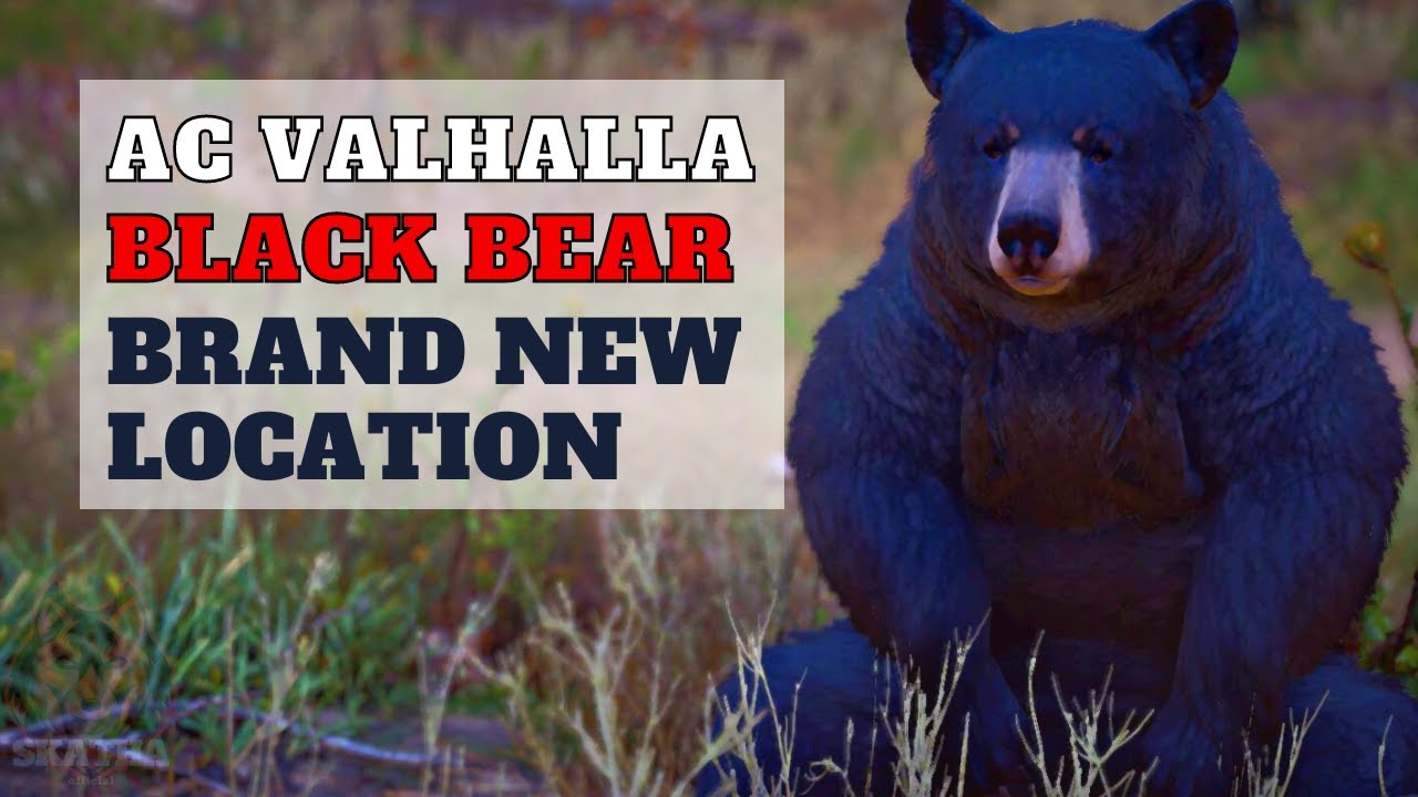 NEW black bear location in Assassins Creed Valhalla - YouTube