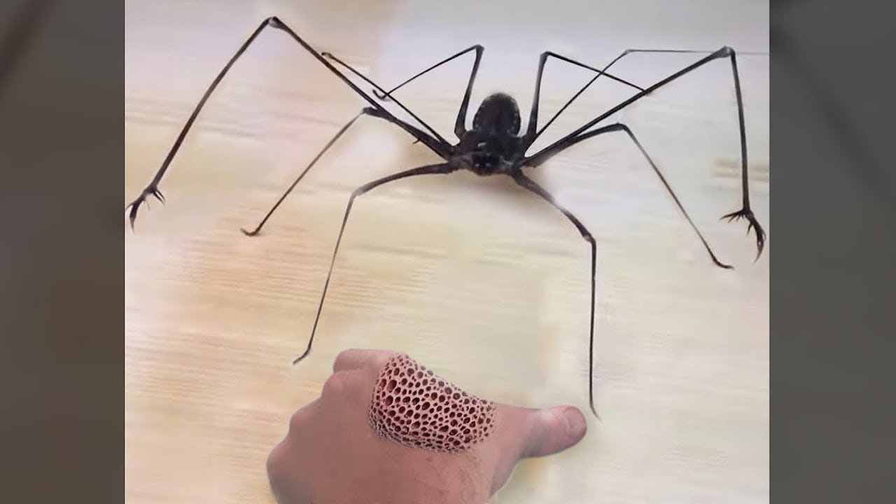 Yo encontre este bicho en mi habitacion... 😨 - YouTube