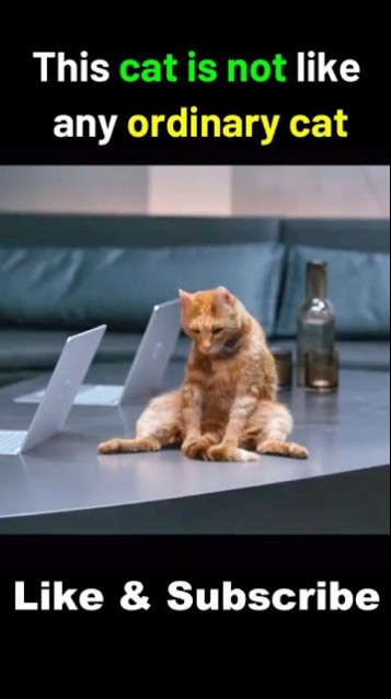 This cat is not like any ordinary cat #shorts - YouTube
